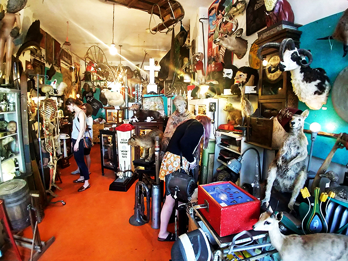 Explorers of the extraordinary navigate a sea of curiosities. It's like a real-life "Night at the Museum," minus the chaos—well, mostly.
