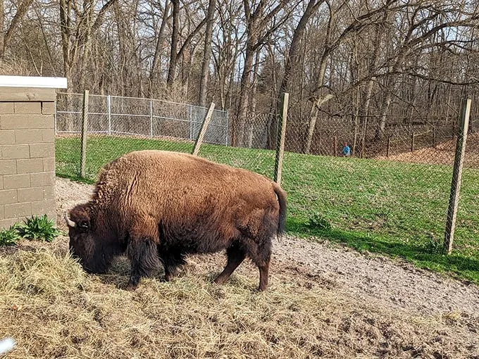 Buffalo Rock's resident bison: Living proof that you can be both majestic and fluffy. It's like a petting zoo, minus the petting (seriously, don't try it).