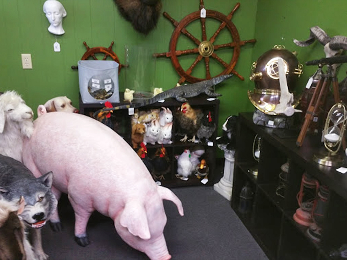 Noah's Ark meets Ripley's Believe It or Not! This menagerie of misfit toys is ready for the world's weirdest petting zoo.