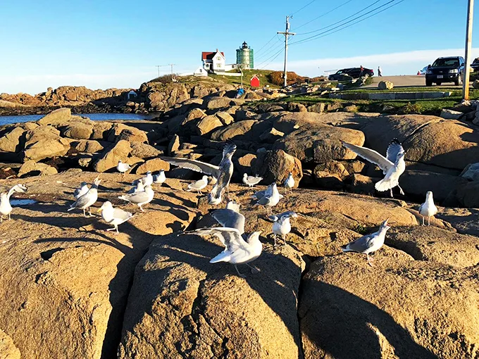 Seagull convention in session! These feathered locals are clearly discussing the day's catch and the latest ocean gossip.