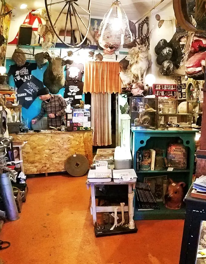 The shop's personality shines through every carefully curated corner. It's a labor of love for the peculiar.
