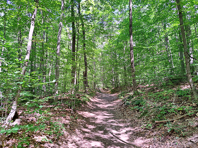 Forest views that'll make your Instagram followers green with envy. #NoFilterNeeded