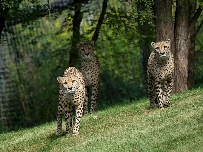 "Cheetah trio on patrol: Nature's own version of Charlie's Angels, but with better sprinting skills and spottier fashion sense."