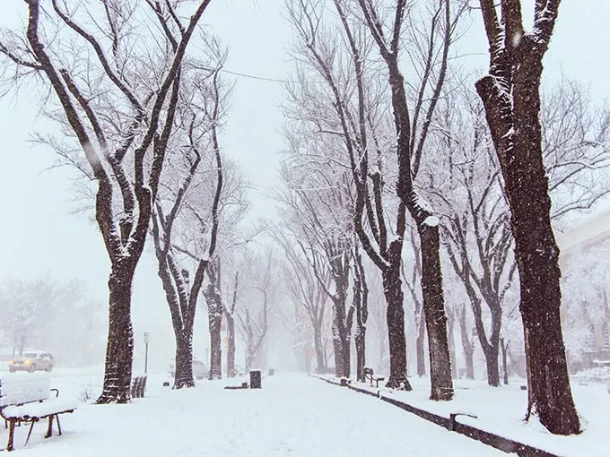 A winter wonderland in the desert? Prescott's tree-lined streets transform into a scene straight out of a Bing Crosby movie.