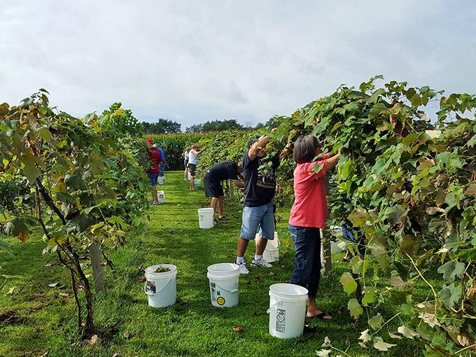 Grape expectations! These pickers are living the "I Love Lucy" dream, minus the slapstick comedy. Though I can't promise there won't be purple feet.
