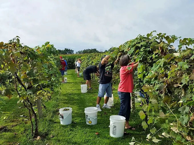Grape expectations! These pickers are living the "I Love Lucy" dream, minus the slapstick comedy. Though I can't promise there won't be purple feet.