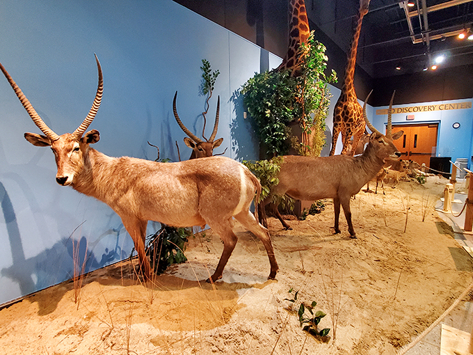 African safari meets Midwest magic! These antelope are standing still, but your imagination will run wild.