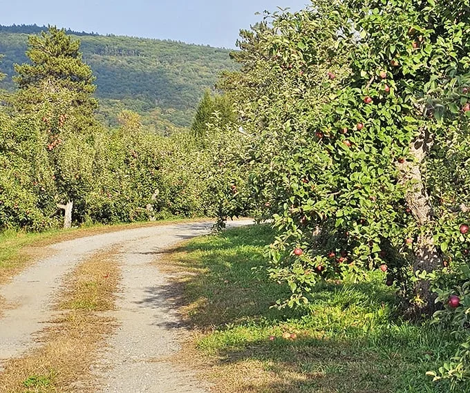 A path winding through apple-laden trees – it's like walking through a real-life version of Candy Land, Vermont edition.