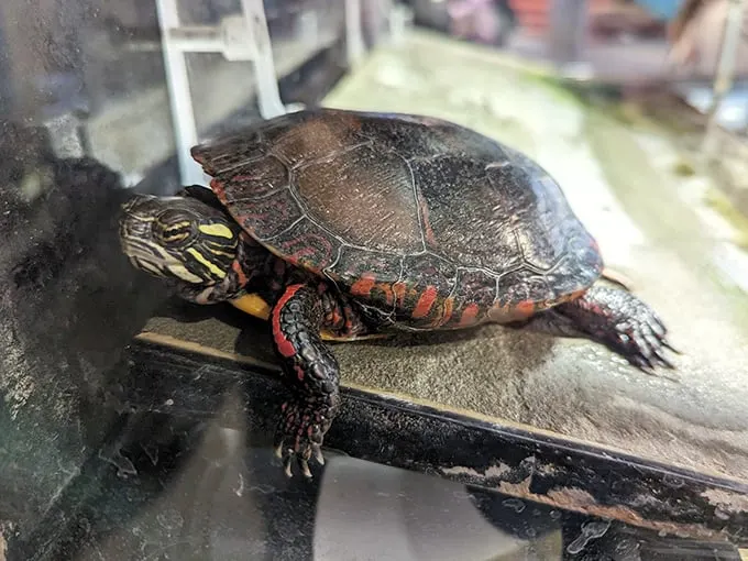 Meet the museum's slowest resident! This turtle reminds us that in science, as in life, slow and steady wins the race.