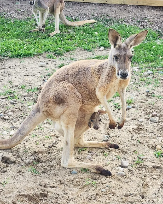 Kangaroo parenting 101: Carry your kid everywhere—pouch not included for humans!