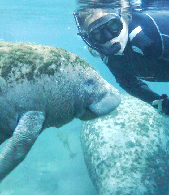 park manatees florida ftr