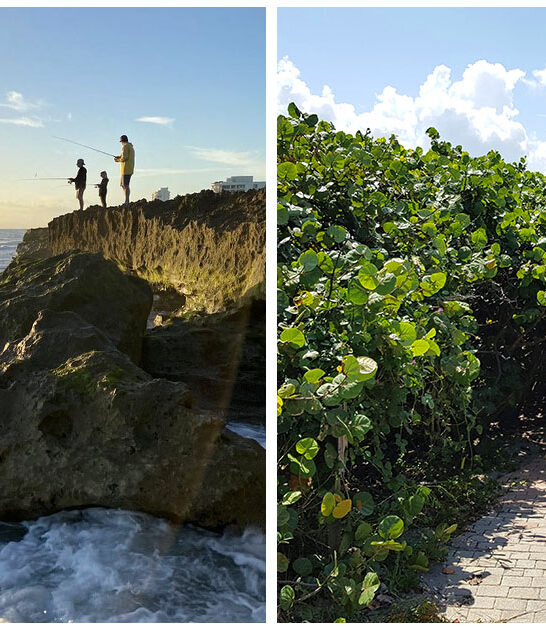 stunning natural preserve florida ftr