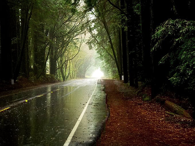 Nature's cathedral awaits! This misty, tree-lined road is like stepping into a fairy tale – minus the talking animals (we think).
