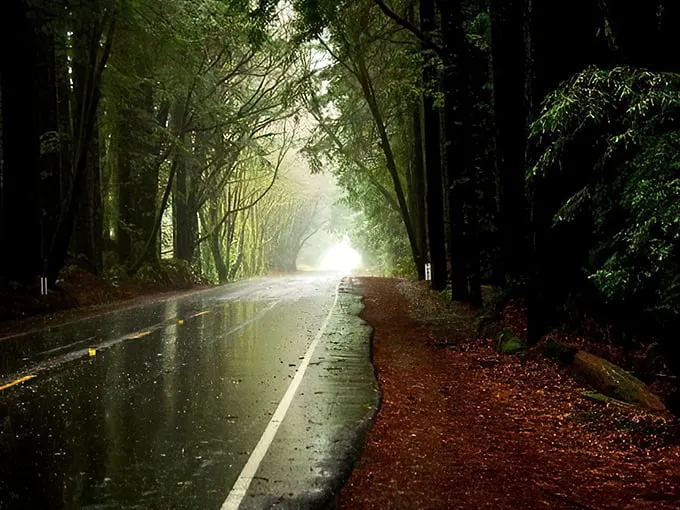 Nature's cathedral awaits! This misty, tree-lined road is like stepping into a fairy tale – minus the talking animals (we think).