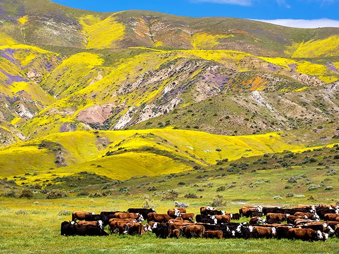 Welcome to nature's own Technicolor dreamcoat! Carrizo Plain's hills are alive with the sound of… well, your own gasps of wonder.