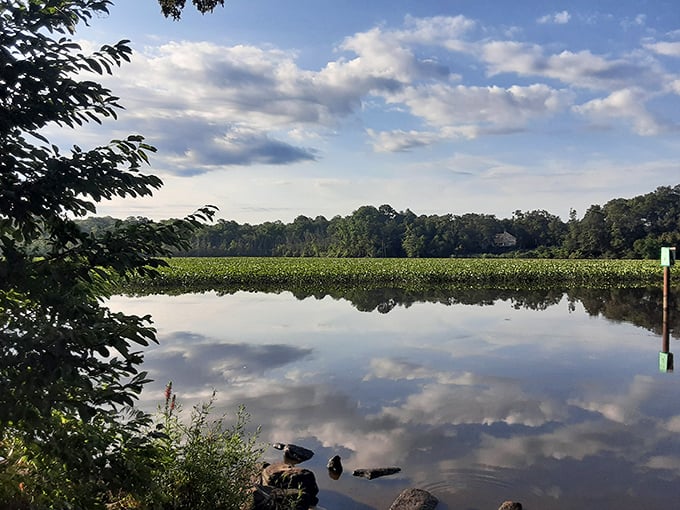 Mirror, mirror on the water: Martinak State Park's tranquil lake reflects the sky like nature's own Instagram filter. A serene escape that'll make you forget your phone exists.