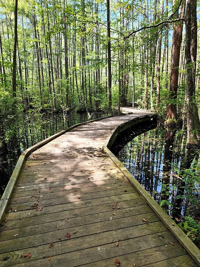 Nature's tightrope: A boardwalk that would make Philippe Petit jealous. Step into a world where cypress trees are the audience and you're the star performer.