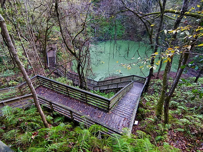 Nature's grand amphitheater! This sinkhole isn't just a hole in the ground—it's Florida's own geological time machine.