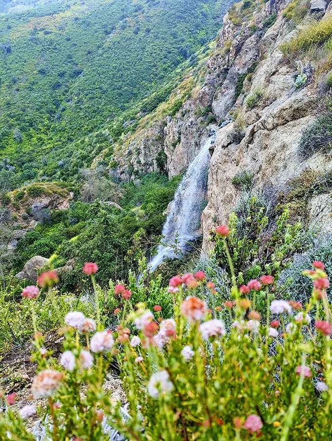 Welcome to nature's red carpet! The Escondido Falls Trail beckons with its sun-dappled path and promise of adventure. Who needs Hollywood when you've got this star-studded cast of flora?