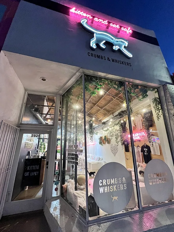 Welcome to the Purr-adise! Crumbs & Whiskers beckons with its sleek facade and promise of feline fun. It's like Disneyland for cat lovers, minus the long lines and overpriced mouse ears.