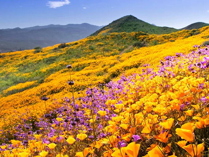 Nature's own Technicolor dreamcoat! The Antelope Valley Poppy Reserve paints the hills in a dazzling array of oranges and purples, proving Mother Nature is the ultimate artist.