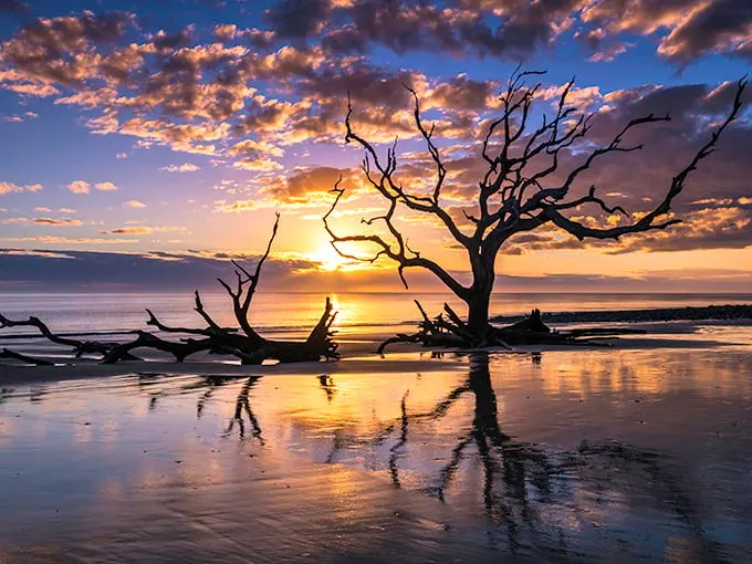Nature's own sculpture garden: Driftwood Beach's misty morning reveals a hauntingly beautiful landscape that's part Narnia, part modern art installation.