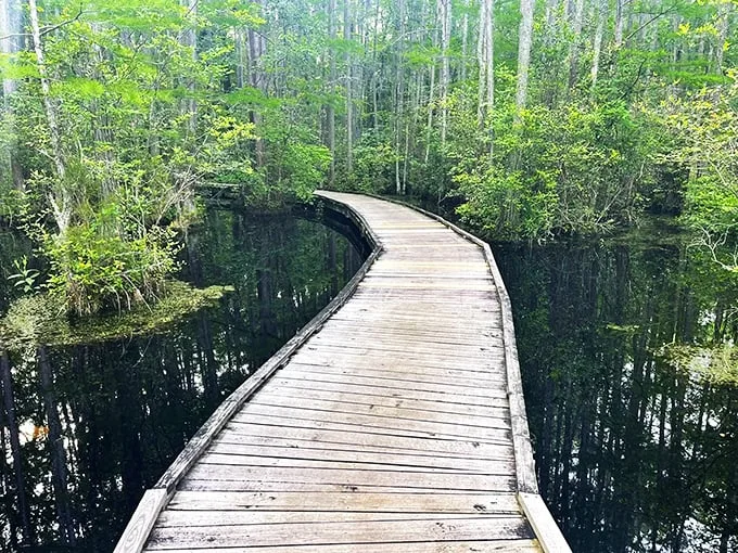 Nature's tightrope: A boardwalk that would make Philippe Petit jealous. Step into a world where cypress trees are the audience and you're the star performer.
