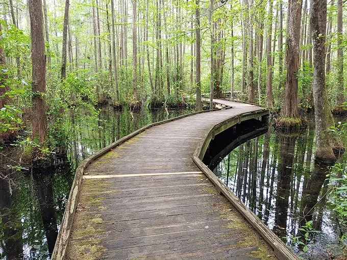 Nature's tightrope: A boardwalk that would make Philippe Petit jealous. Step into a world where cypress trees are the audience and you're the star performer.