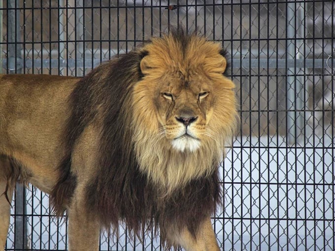 The king of the jungle looks like he just woke up from a catnap. Even apex predators need their beauty sleep