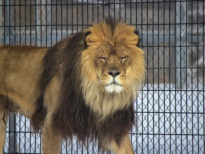 The king of the jungle looks like he just woke up from a catnap. Even apex predators need their beauty sleep