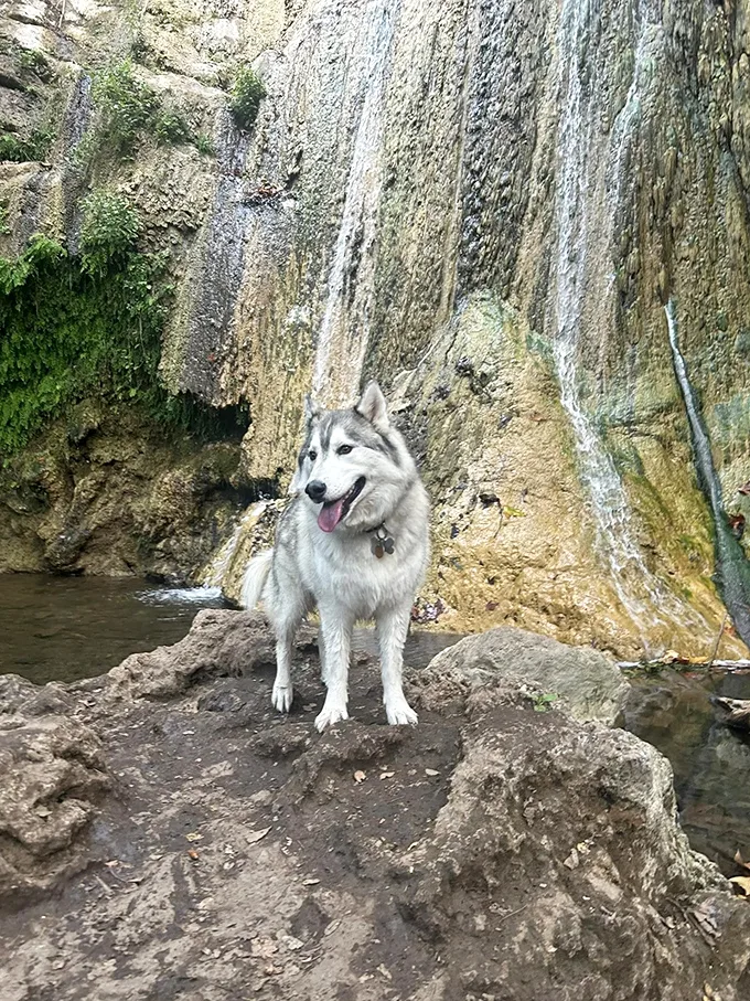 Even four-legged hikers appreciate a good waterfall selfie. This pup's living its best California dream!