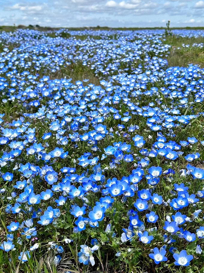 Blue eyes, baby's got blue eyes… and yellow ones, and purple ones. Nature's own bouquet, no florist required!