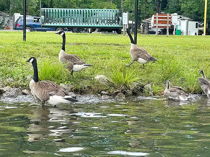 Geese: nature's own welcoming committee. They're like the park's feathered concierge service, minus the fancy uniforms.