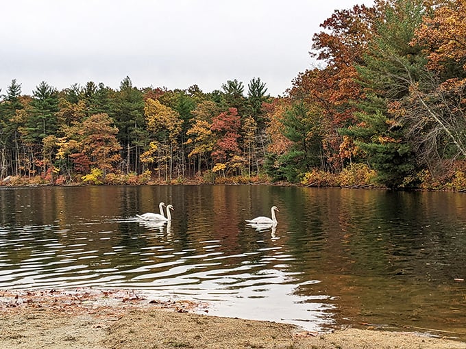 Leaf peeping paradise: Fall foliage so vibrant, it's like Mother Nature cranked up the saturation slider to 11.