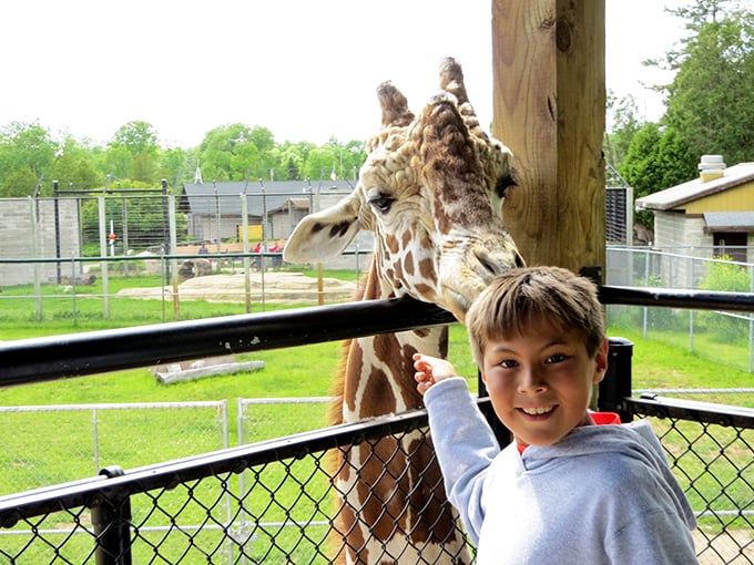 Talk about a tall order! This giraffe seems more than happy to reach new heights for a tasty treat from an excited young visitor.