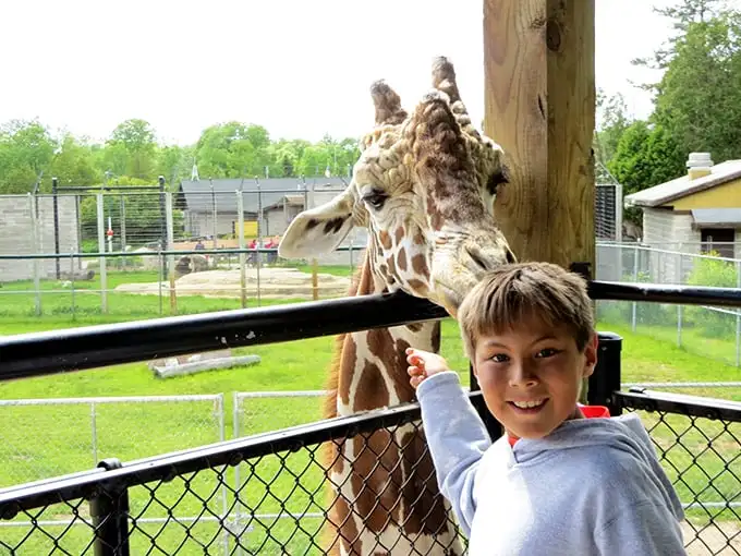 Talk about a tall order! This giraffe seems more than happy to reach new heights for a tasty treat from an excited young visitor.