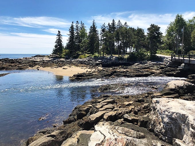 Evergreens meet ever-blue: Where the forest dips its toes in the Atlantic. It's like a Bob Ross painting come to life, happy little trees included.