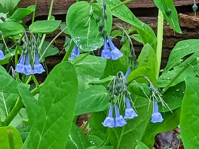 Nature's own bouquet, no florist required. These delicate blooms add a touch of blue to the green symphony.