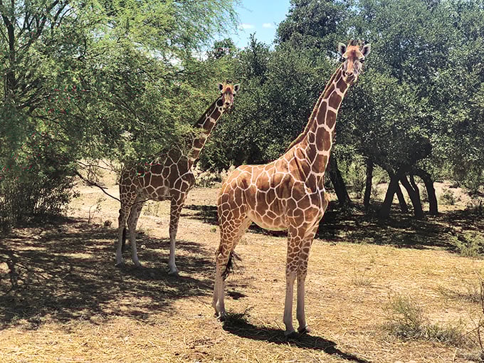 "Tanks and giraffes and Texas, oh my!" These gentle giants remind us that DriveTanks isn't just about firepower – it's a full Texas experience.