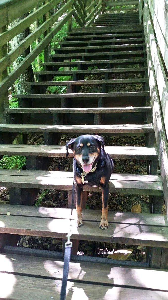 Who let the dogs in? This pup's living his best life, proving that geology rocks for four-legged friends too!