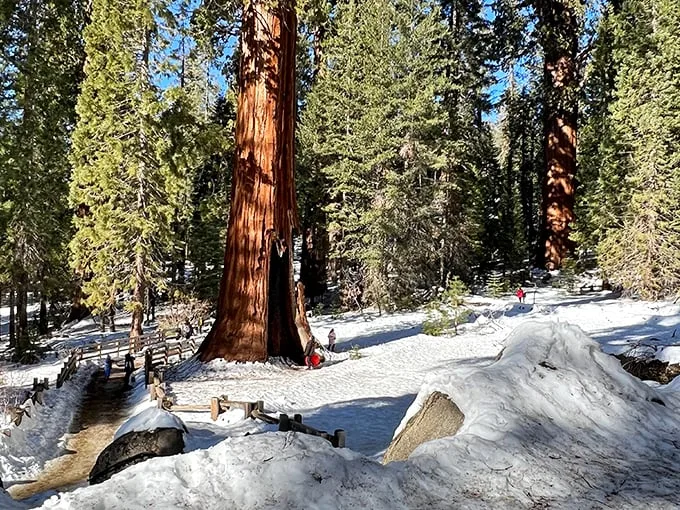 Winter wonderland meets Narnia! Sequoia National Park transforms into a magical realm where every step crunches with possibility.