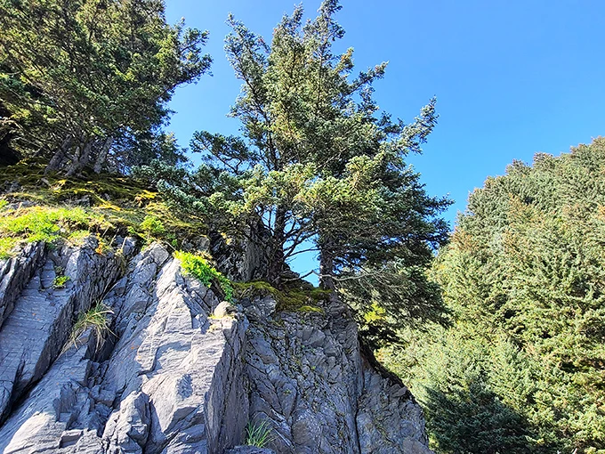Treetop tango: Where branches dance with the sky and roots whisper secrets of the ages.