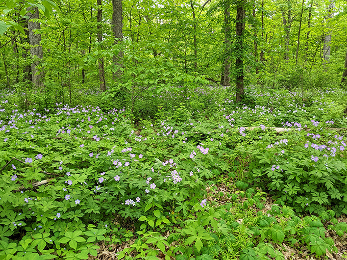 Spring's purple carpet: Nature's way of saying, 'Wipe your feet before entering!' A floral welcome mat fit for a forest.