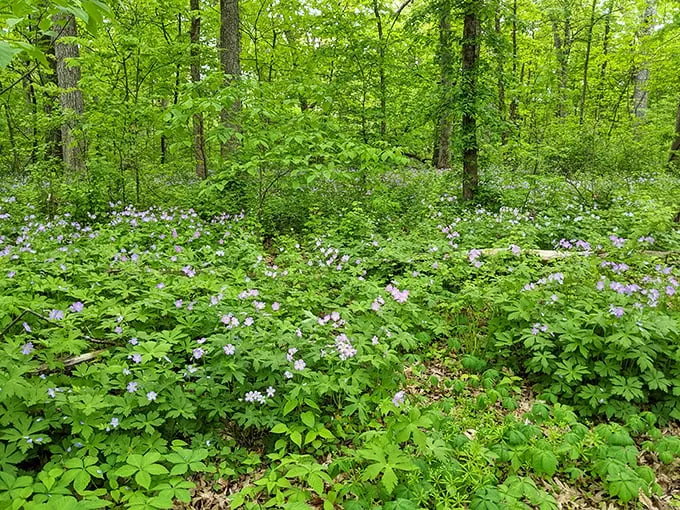 Spring's purple carpet: Nature's way of saying, 'Wipe your feet before entering!' A floral welcome mat fit for a forest.