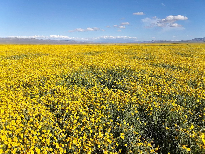 Forget yellow brick roads, we've got entire fields of gold! Mother Nature's showing off her bling in this wildflower extravaganza.