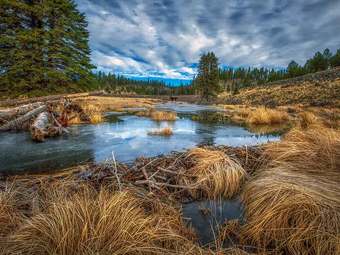 Elk-spotting made easy! This lush meadow is like nature's version of "Where's Waldo?" – just with more antlers and less striped shirts.