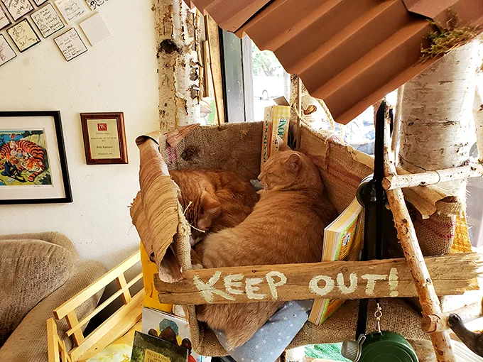"Keep Out!" says the sign, but these feline friends didn't get the memo. Looks like they've found the purrfect spot for a catnap among the bestsellers.