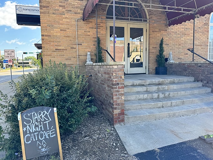 Starry Night Cat Café: Van Gogh would've loved it here. The cats are much better behaved than that whole ear incident.