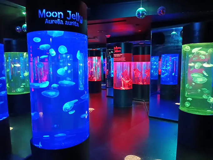 Sharks, and rays, and fish, oh my! Sea Life Minnesota: where the closest you'll get to becoming fish food is deciding what's for lunch.