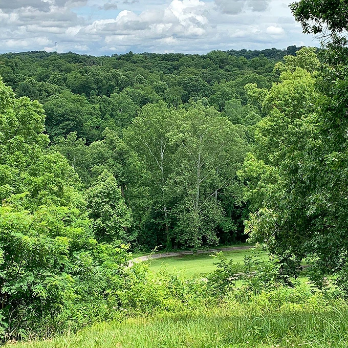 Mother Nature's showing off again! This verdant vista is like a Bob Ross painting come to life – happy little trees everywhere.